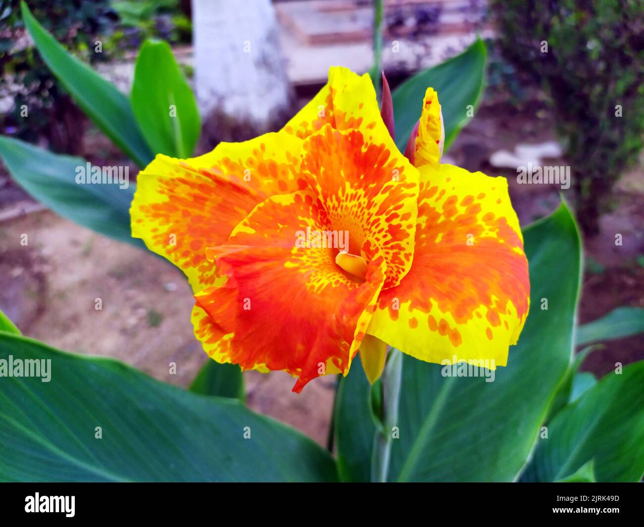 yellow big flower with big green leaves Stock Photo - Alamy