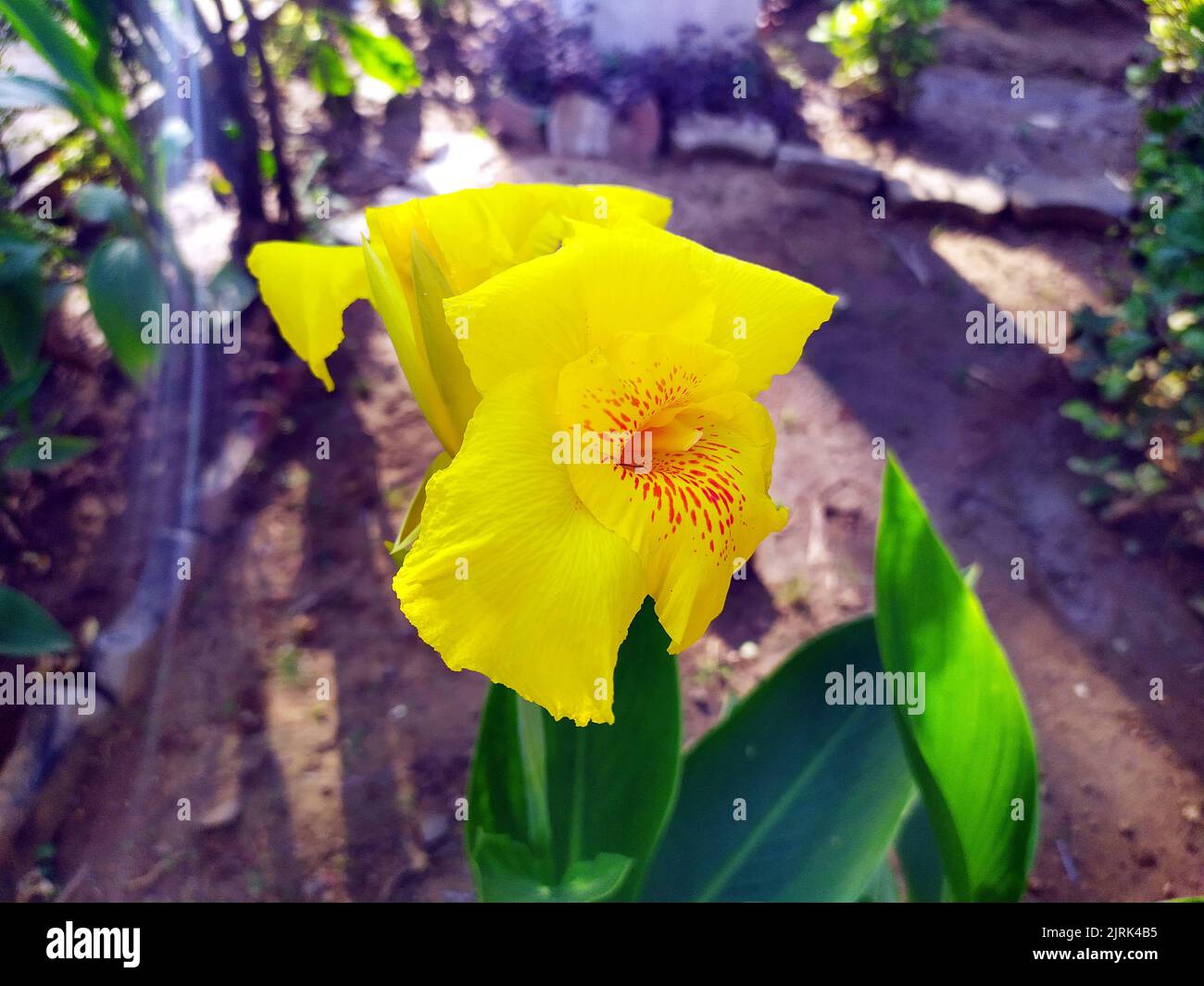 Big bouquet illustration hi-res stock photography and images - Alamy