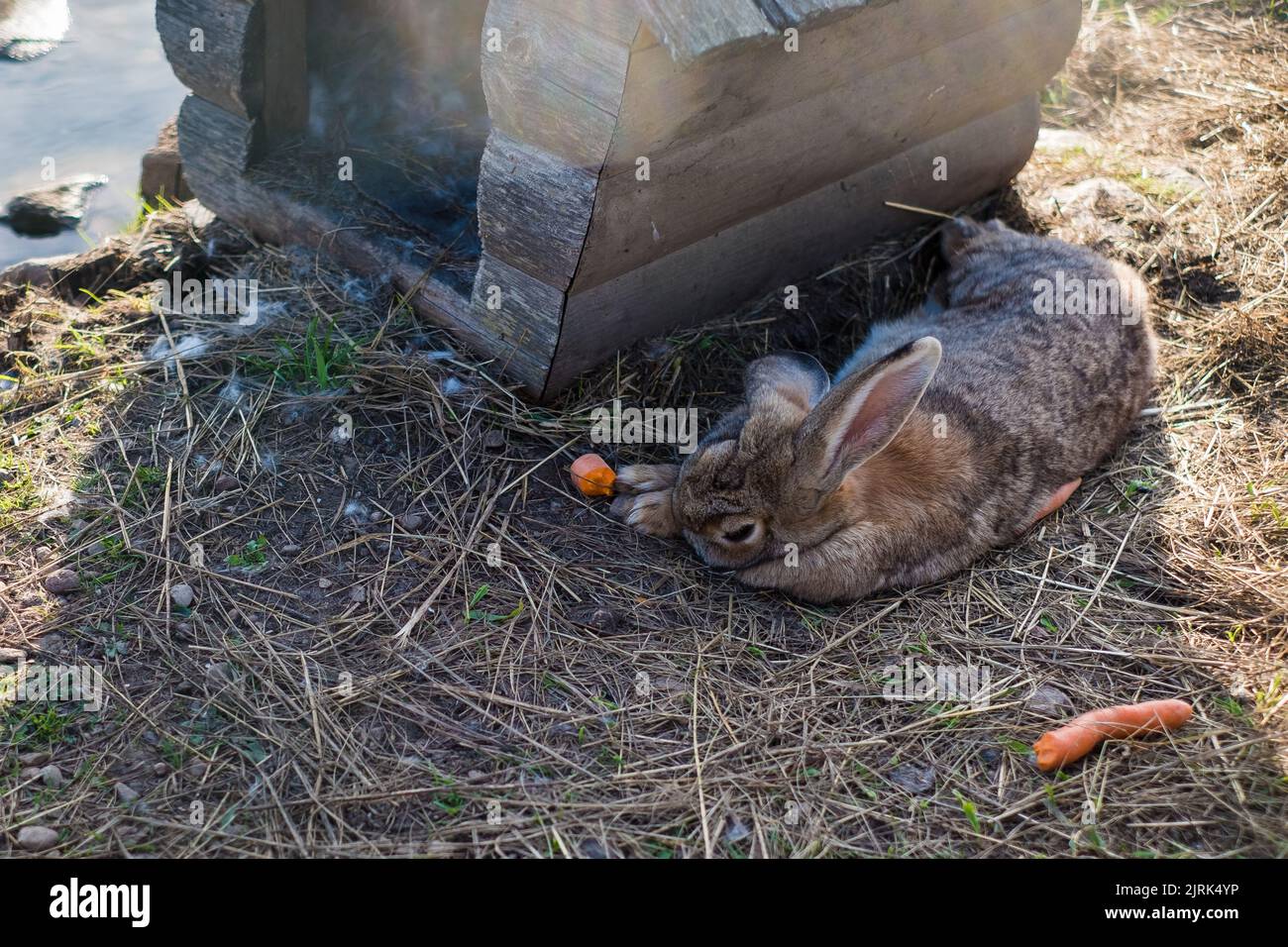 Rabbit carrot grass hi-res stock photography and images - Alamy