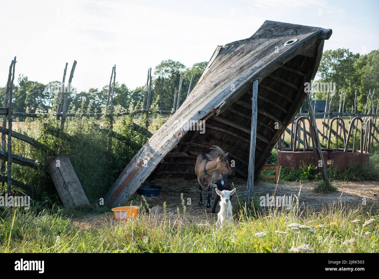 Goat family hiding under old wooden fishing boat for shade during hot ...