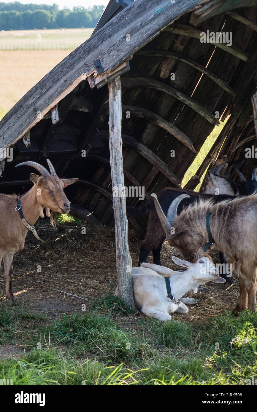 Goat family hiding under old wooden fishing boat for shade during hot ...