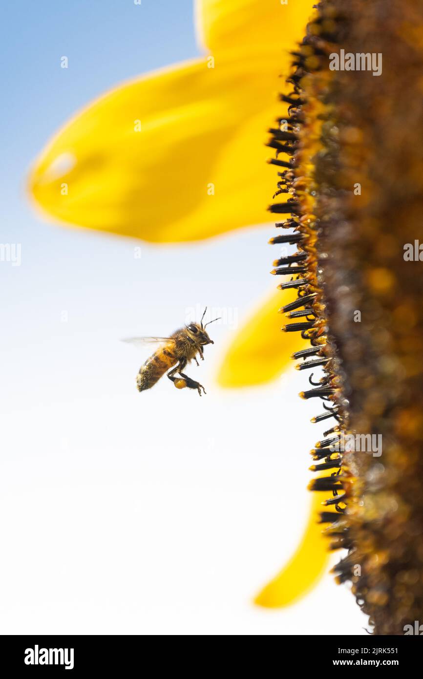 honey bee collecting pollen from sunflower - Scotland, UK Stock Photo ...