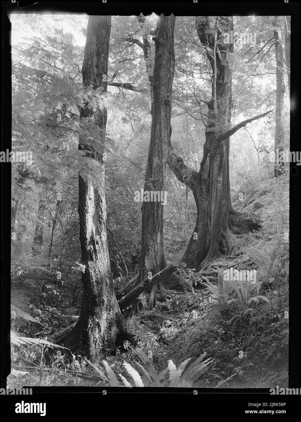 Ulrich family home near Maori Bank, 1940s, New Zealand, by J.W. Chapman ...