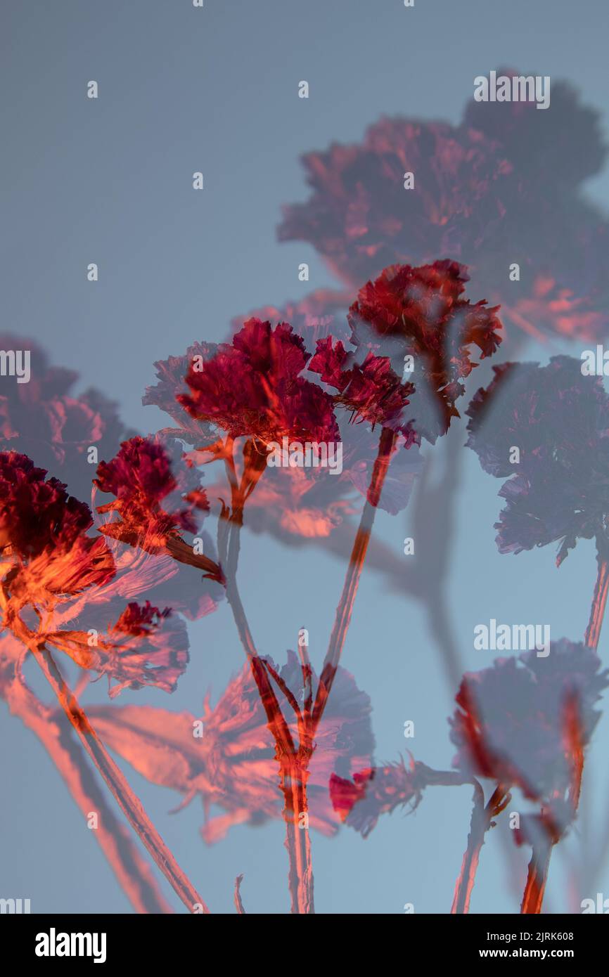 Doubling effect hi-res stock photography and images - Alamy