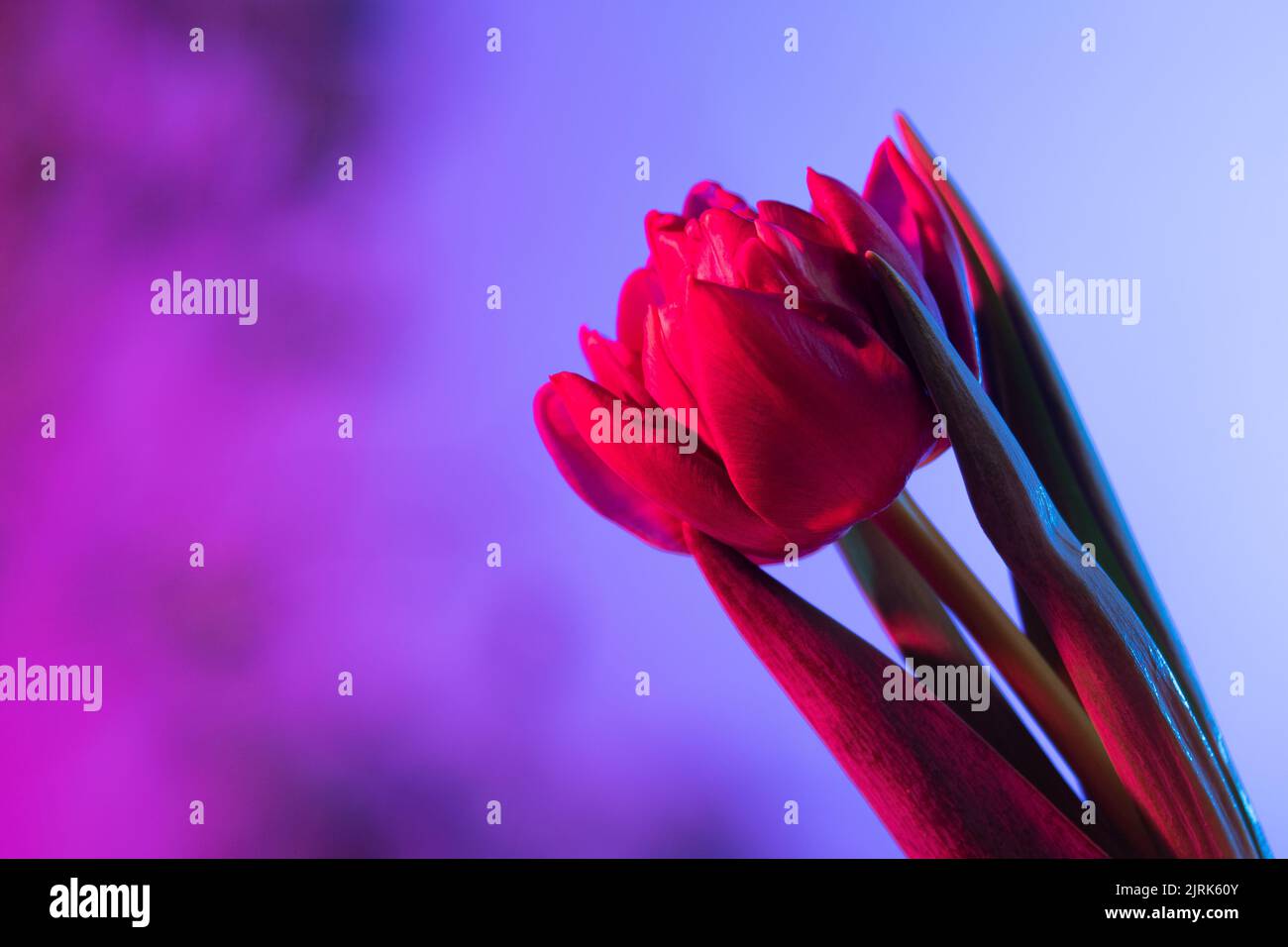 Red tulip on a gradient background. Floral bouquet of fresh flowers on ...