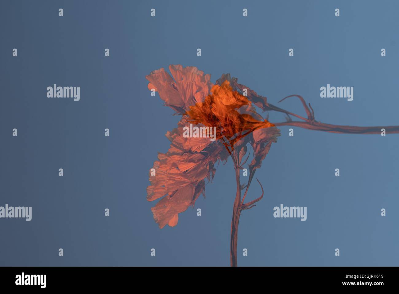 Doubling effect hi-res stock photography and images - Alamy