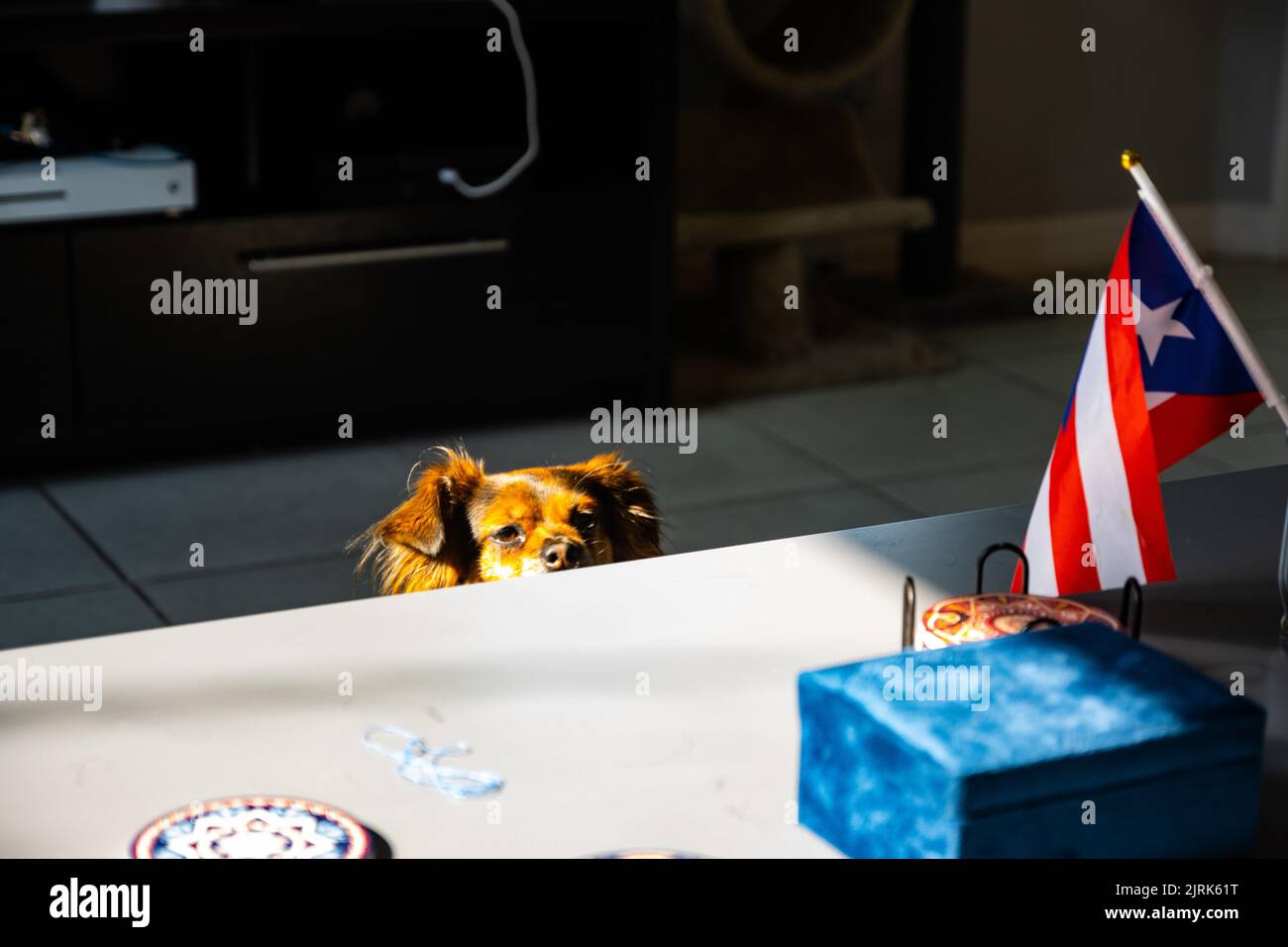 Dog looking over table in a very cute angle Stock Photo - Alamy