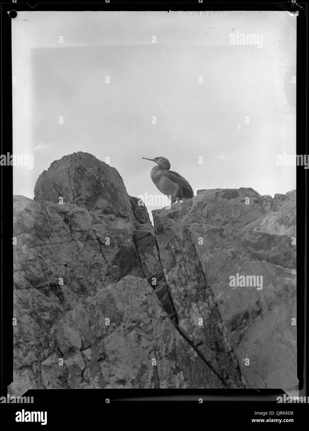 Grey shag resting hi-res stock photography and images - Alamy