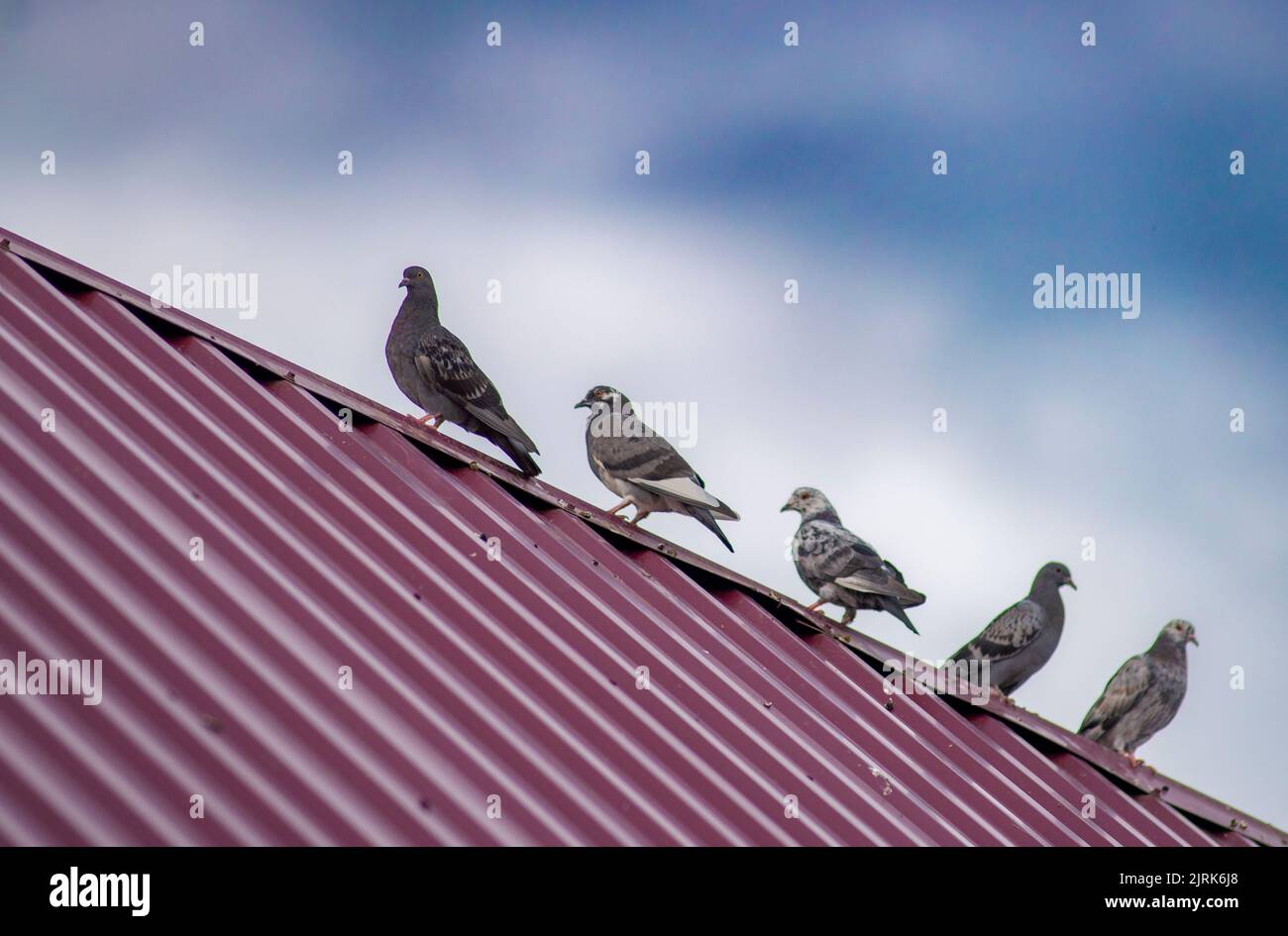 white dove in the sky homing pigeon bird flying fand perching on home ...
