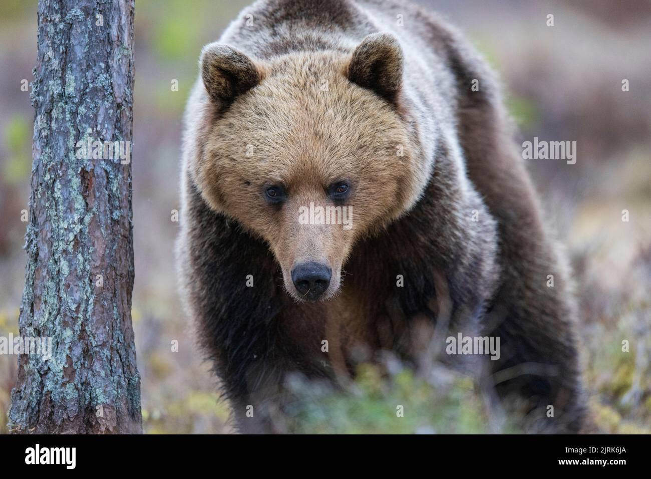 A brown bear (Ursus arctos) photographed in the woods in Halsingland ...