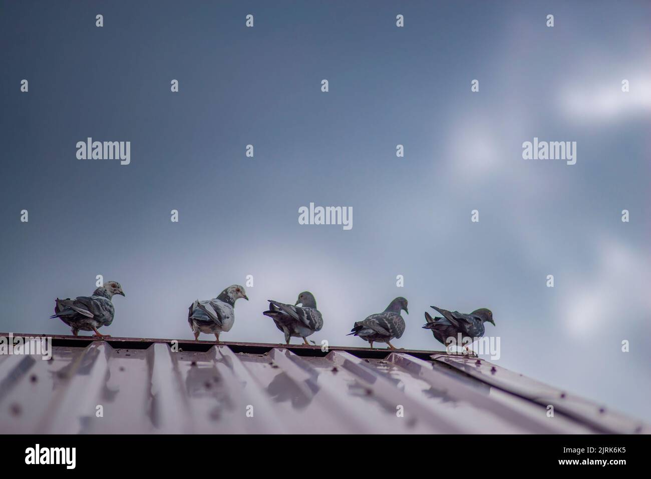 White dove flying in sun hi-res stock photography and images - Alamy