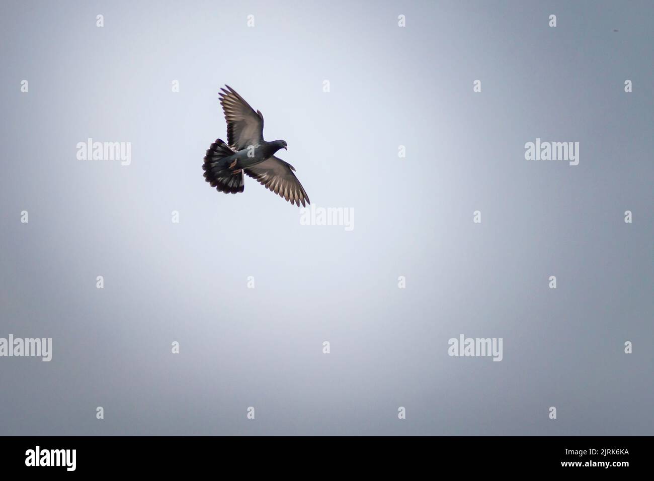 white dove in the sky homing pigeon bird flying fand perching on home ...