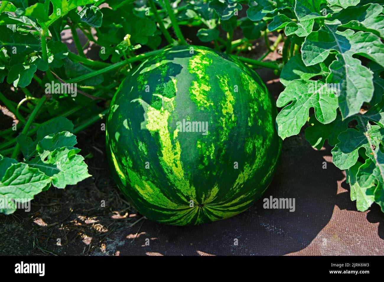 Watermelon cultivation hi-res stock photography and images - Alamy