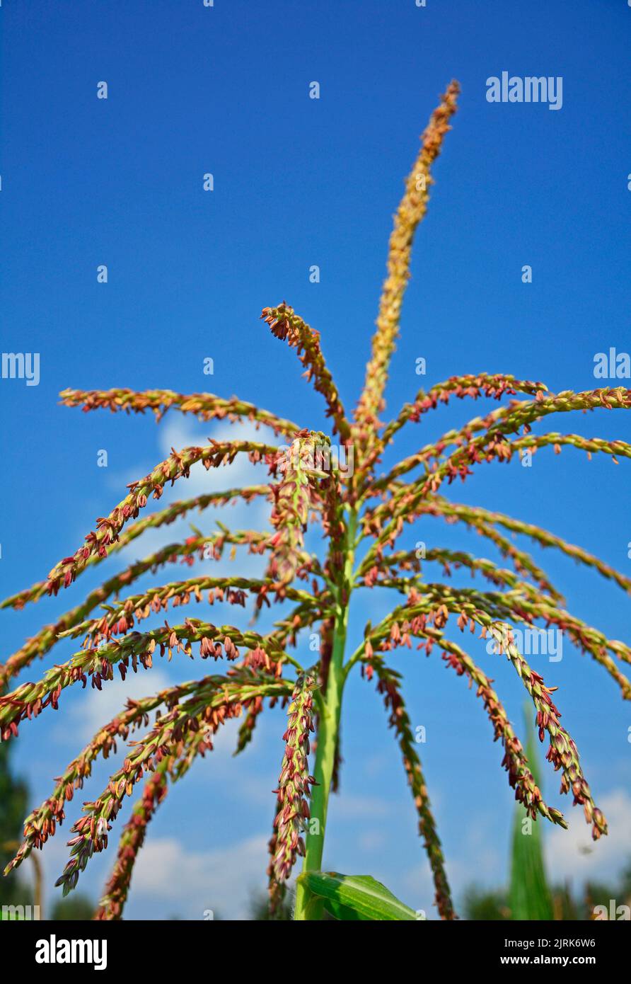 Zea mays male flowers hi-res stock photography and images - Alamy
