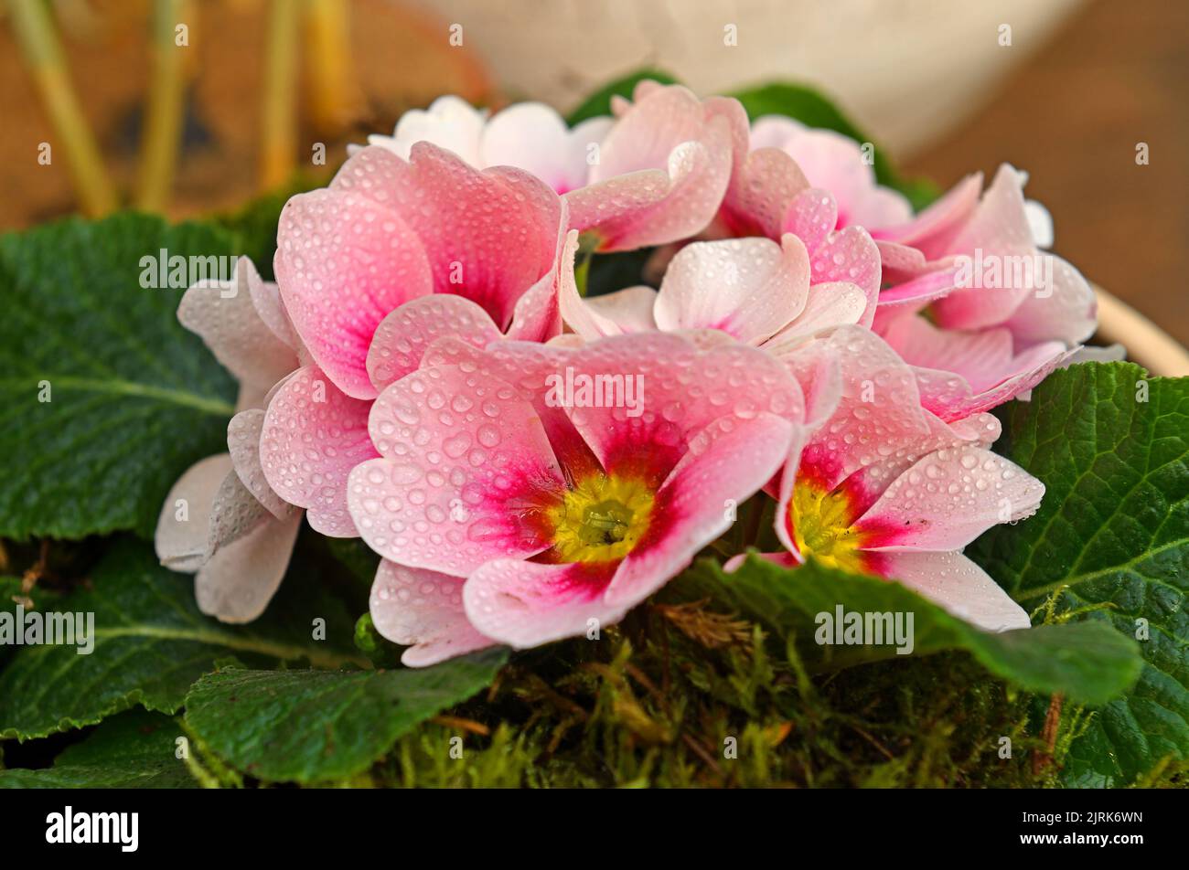 Primula (Primula vulgaris), genus of herbaceous flowering plants in ...