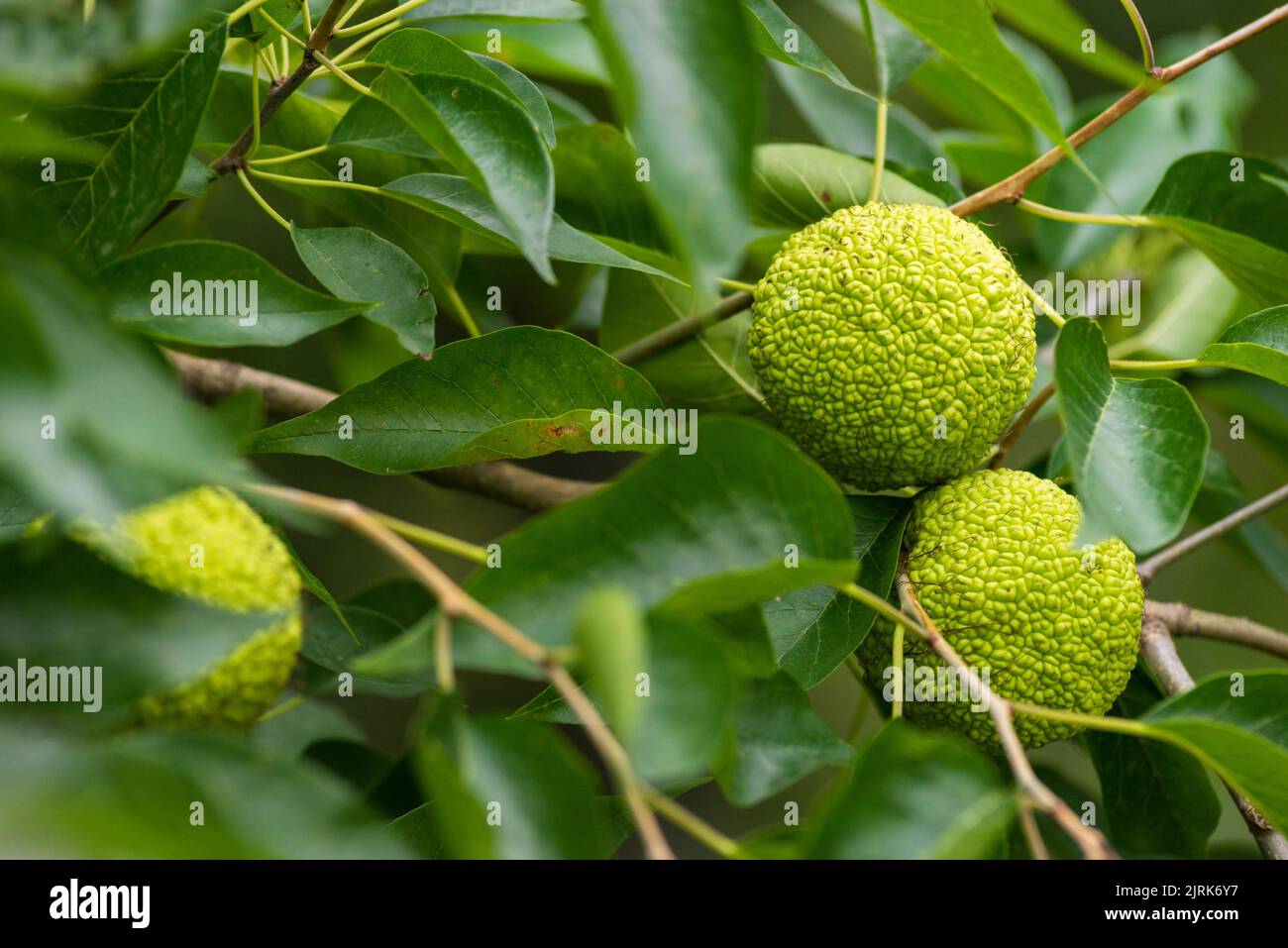 Mulberry family hi-res stock photography and images - Alamy