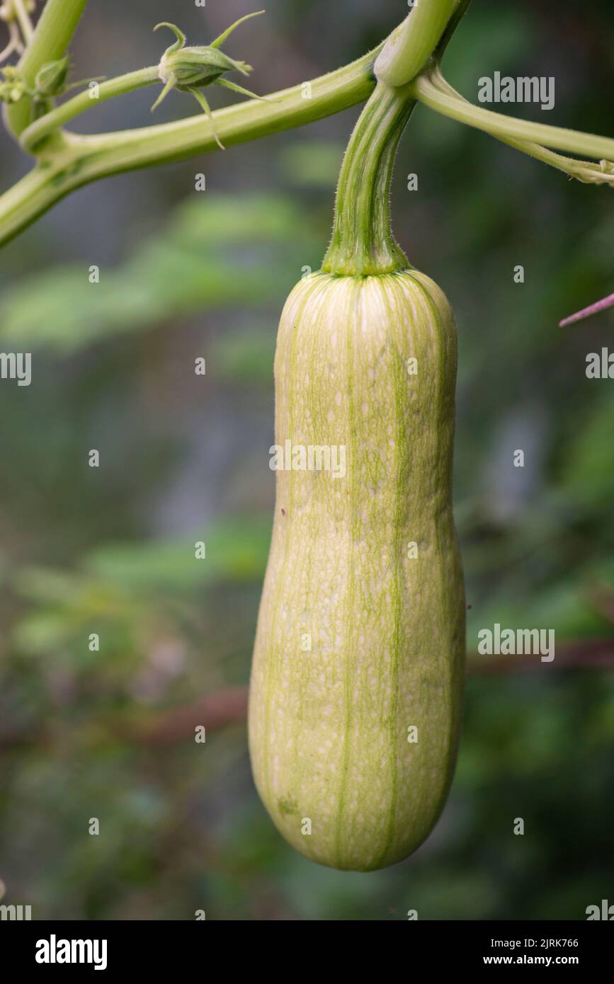 the hanging green zucchini garden plant Stock Photo - Alamy