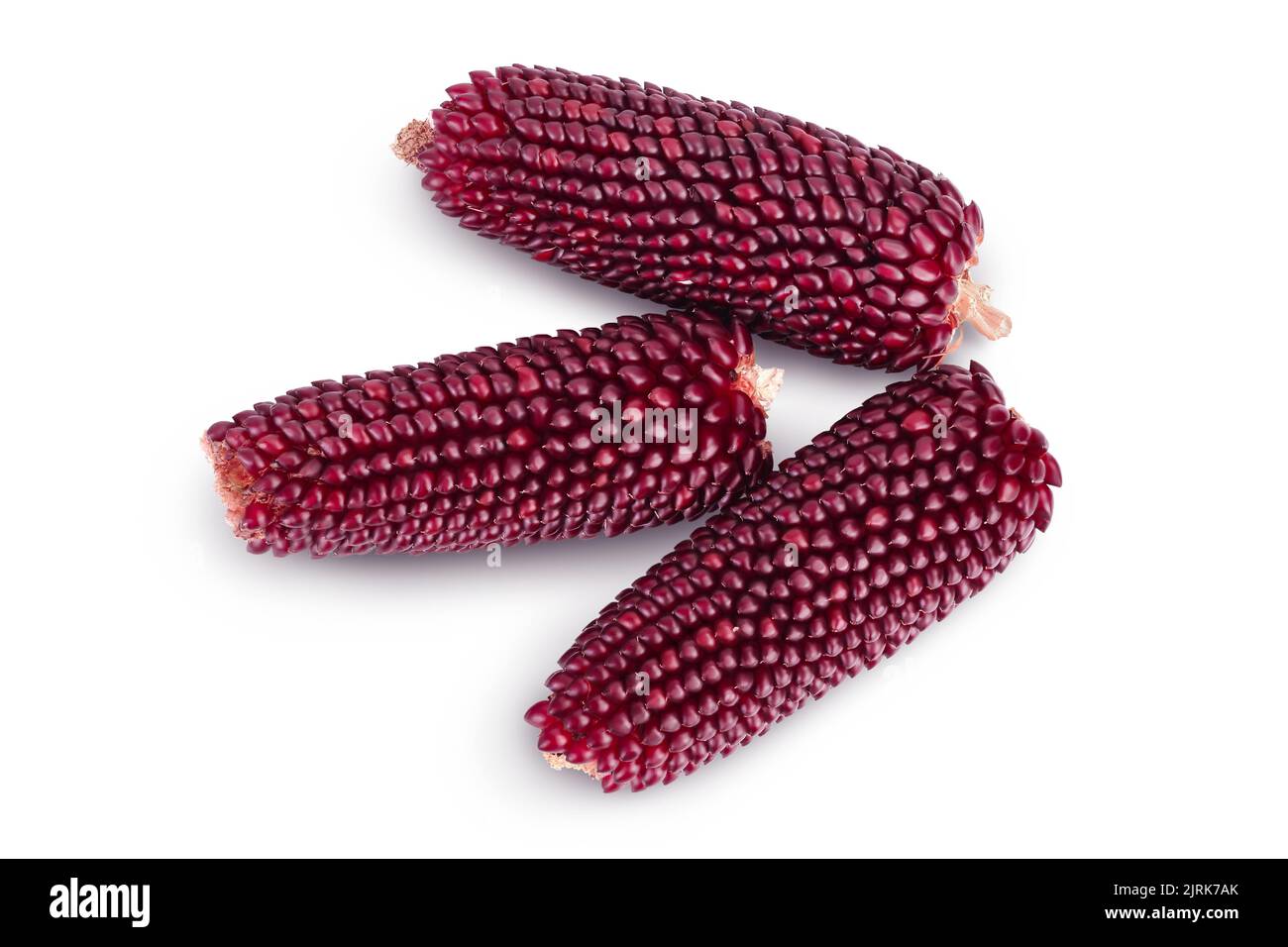 Purple corn or maize isolated on white background with full depth of ...
