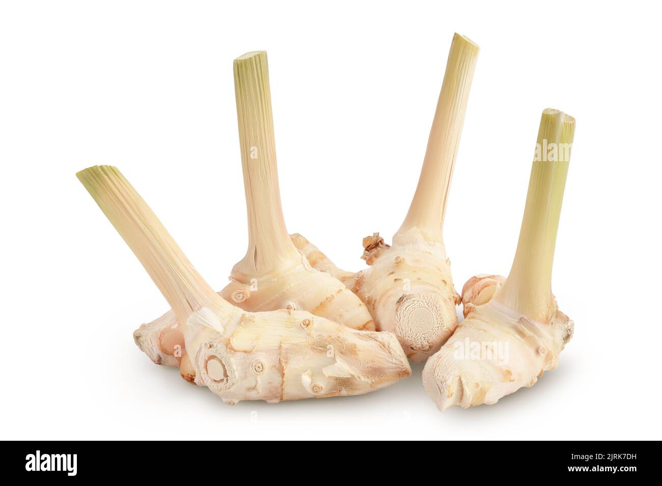 Fresh galangal root isolated on white background with full depth of ...
