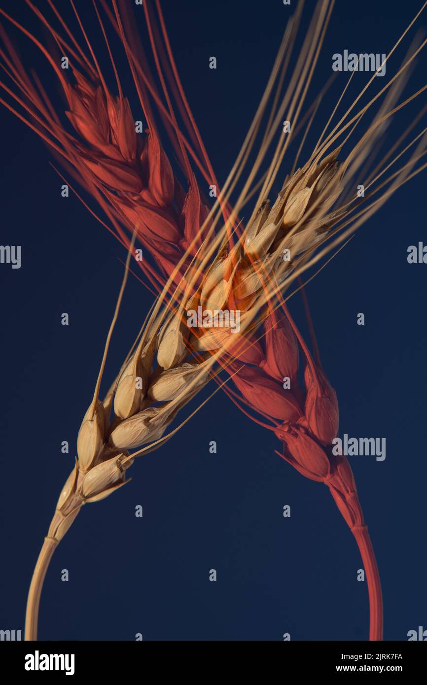 Wheat on a dark blue red background, doubling effect. Vertical photo ...