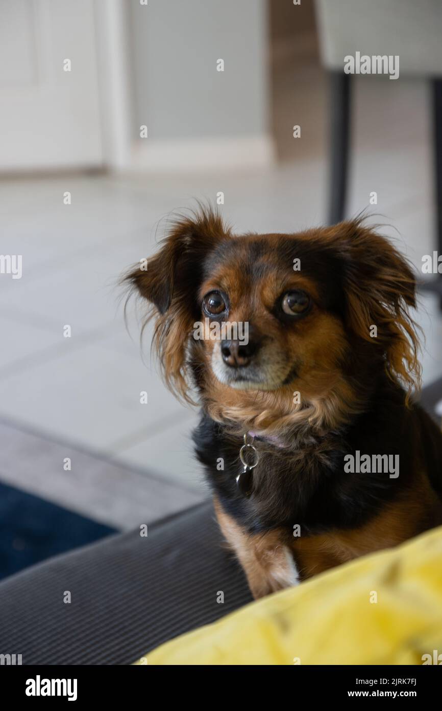 Dog looking at camera with a very intriguing look in her eyes Stock ...
