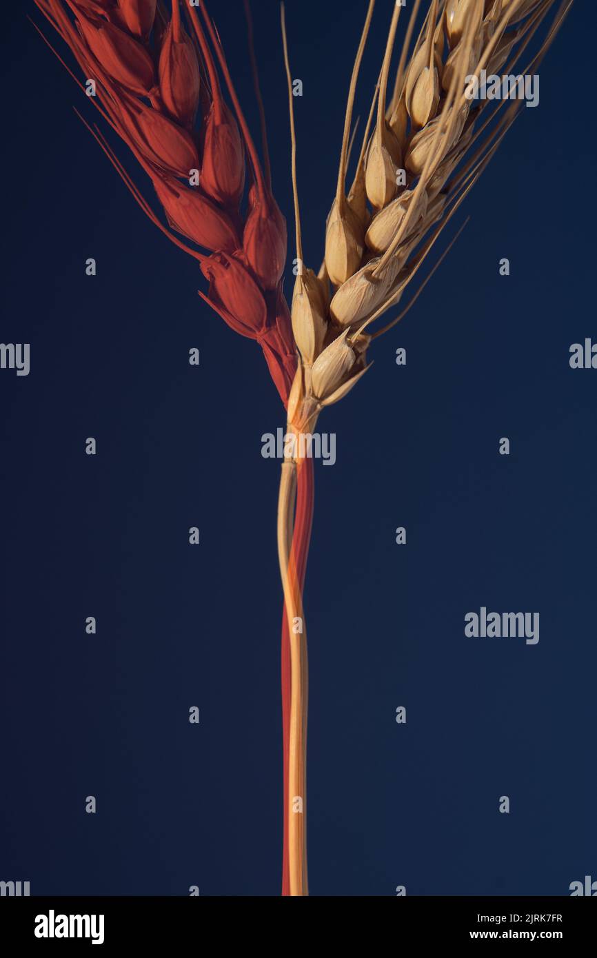 Doubling effect hi-res stock photography and images - Alamy