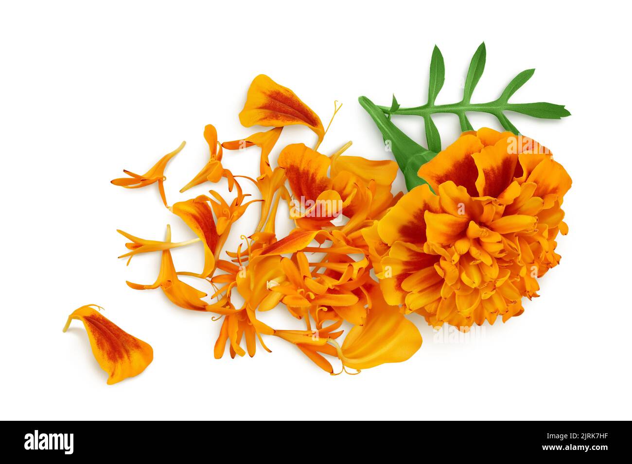 fresh marigold or tagetes erecta flower isolated on white background ...