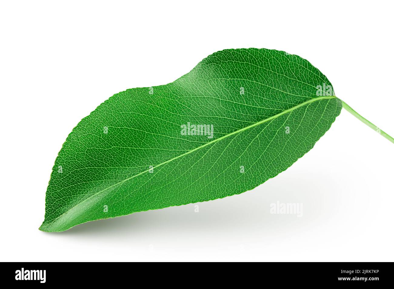 Green pear leaf isolated on white background Stock Photo - Alamy