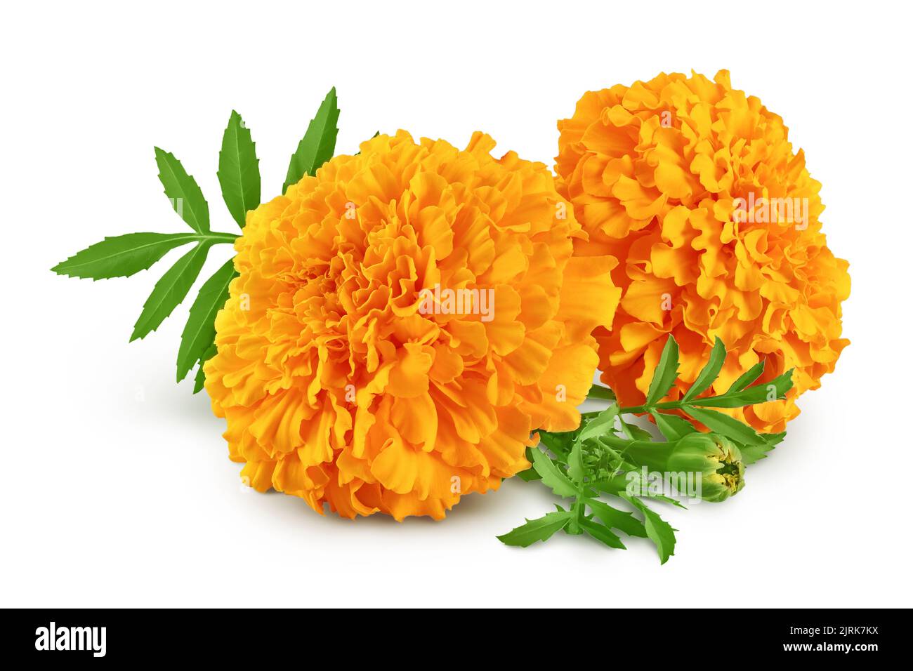 fresh marigold or tagetes erecta flower isolated on white background ...