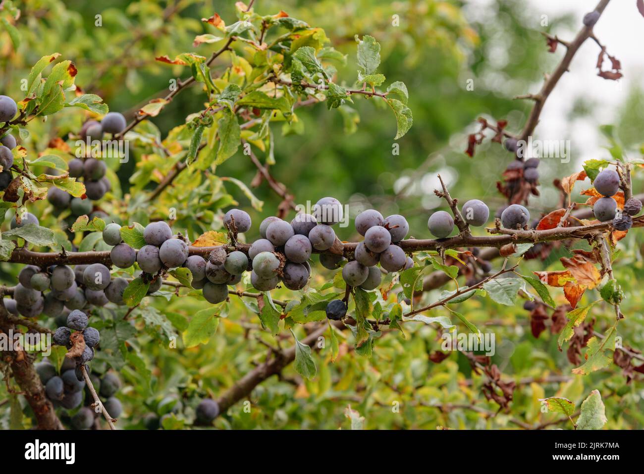 Sloes on a branch, prunus spinosa Stock Photo - Alamy