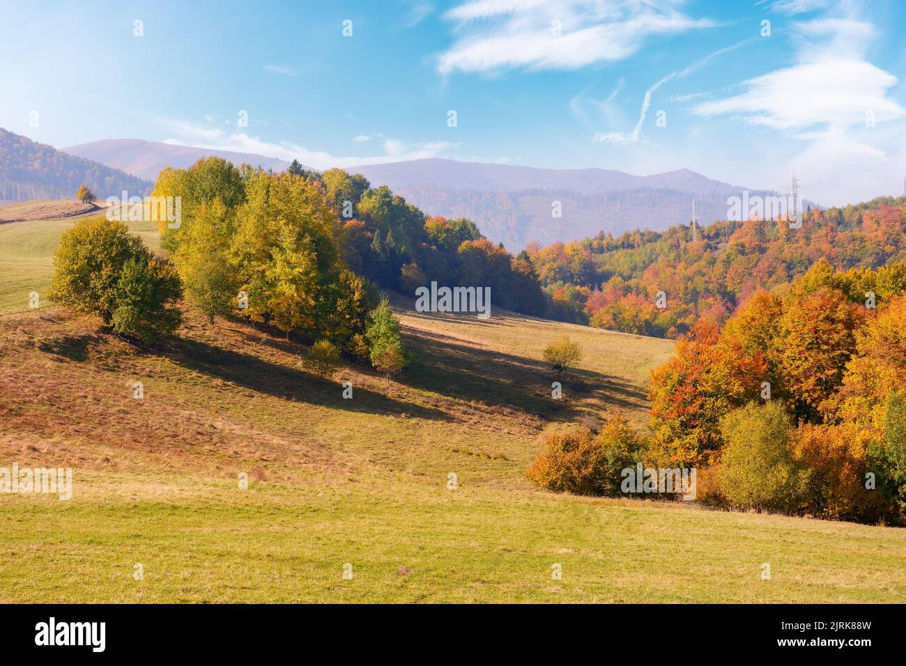 calm autumn morning in carpathian mountains. trees on the grassy hills ...