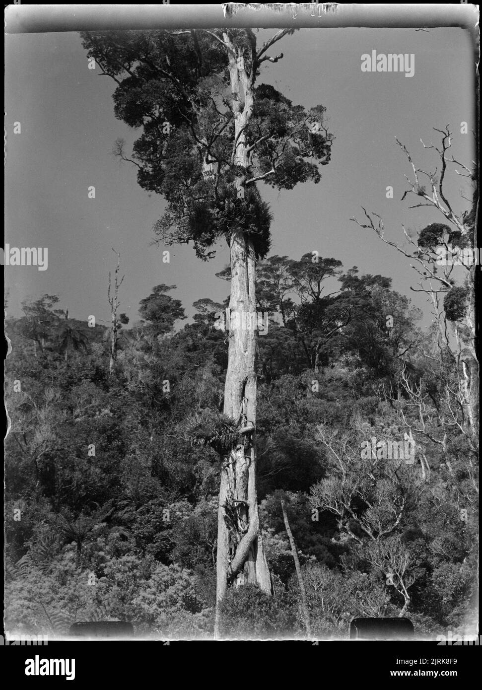 North island rata Black and White Stock Photos & Images - Alamy
