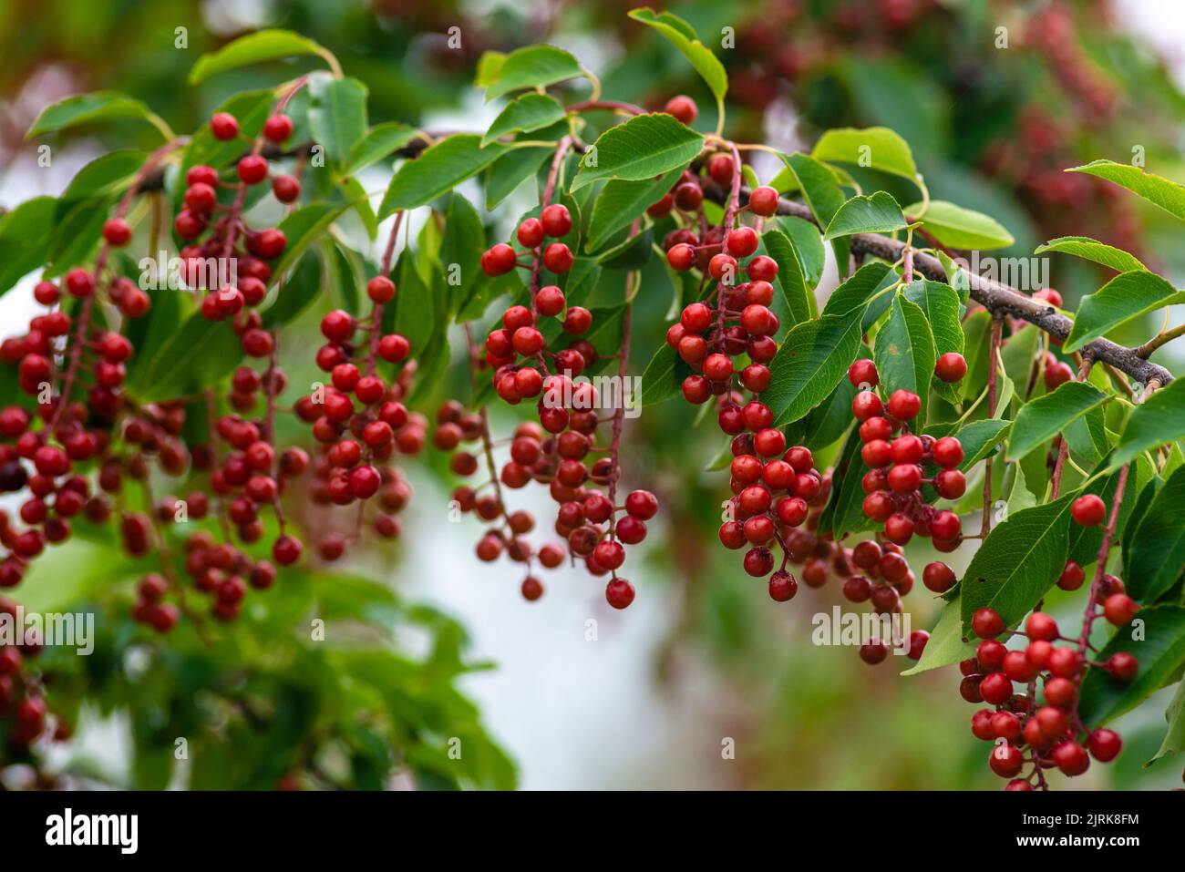 berries red bird-cherry tree Branch of a ripe green leaf bitter black ...