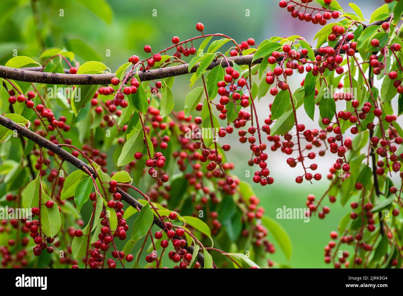 berries red bird-cherry tree Branch of a ripe green leaf bitter black ...