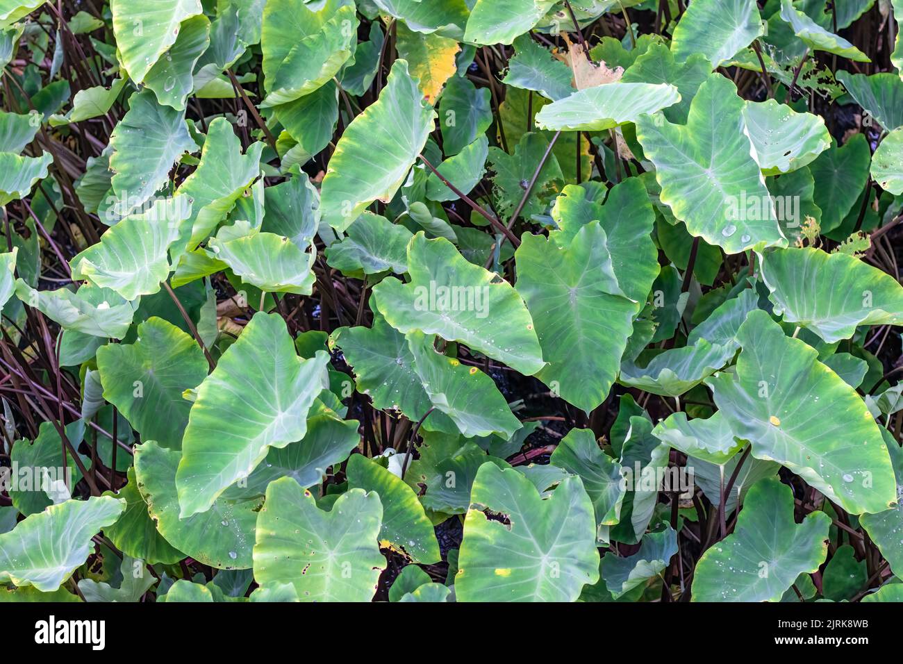 Wild taro garden close up top view with water drops Stock Photo - Alamy