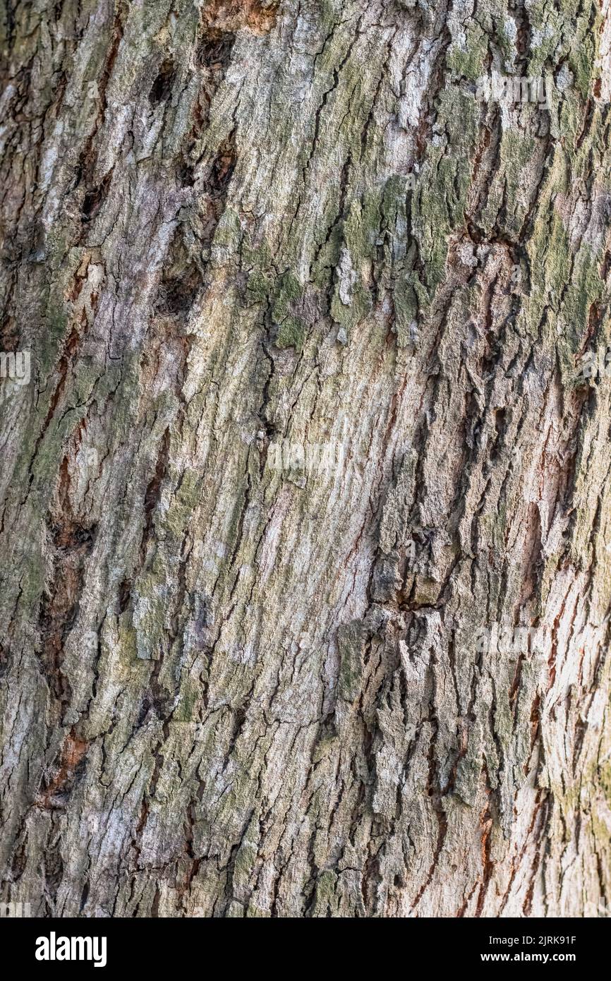 Rugged tree bark close up for texture background Stock Photo - Alamy