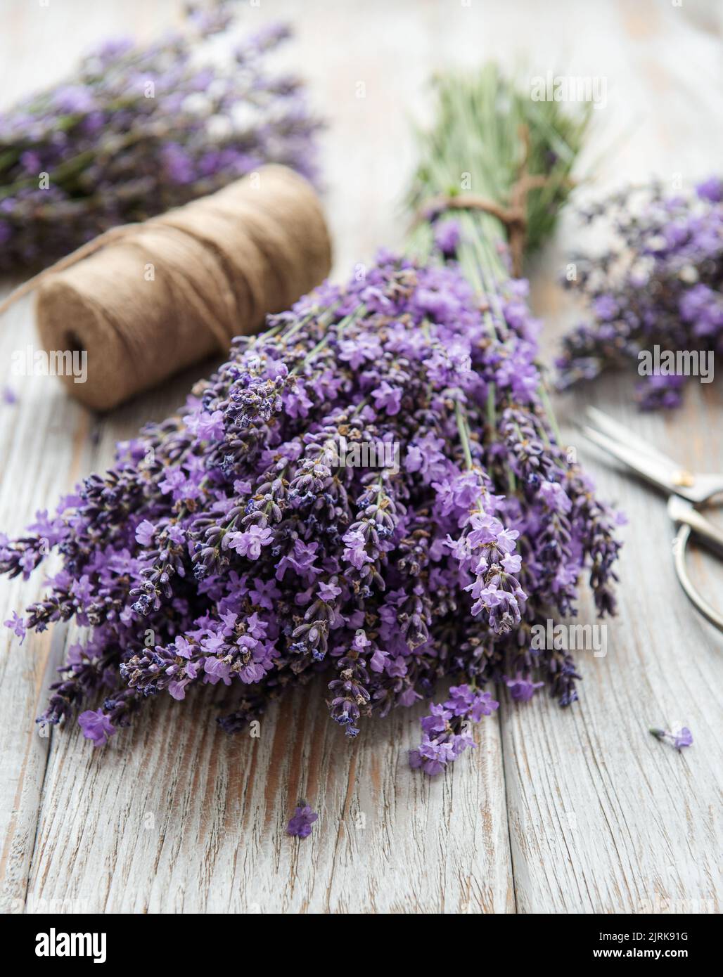 Seasonal pruning of lavender. A bunch of cut lavender and scissors ...