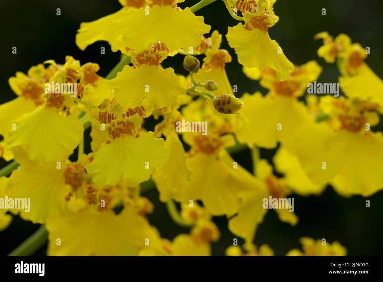 Yellow oncidium orchid in bloom Stock Photo - Alamy