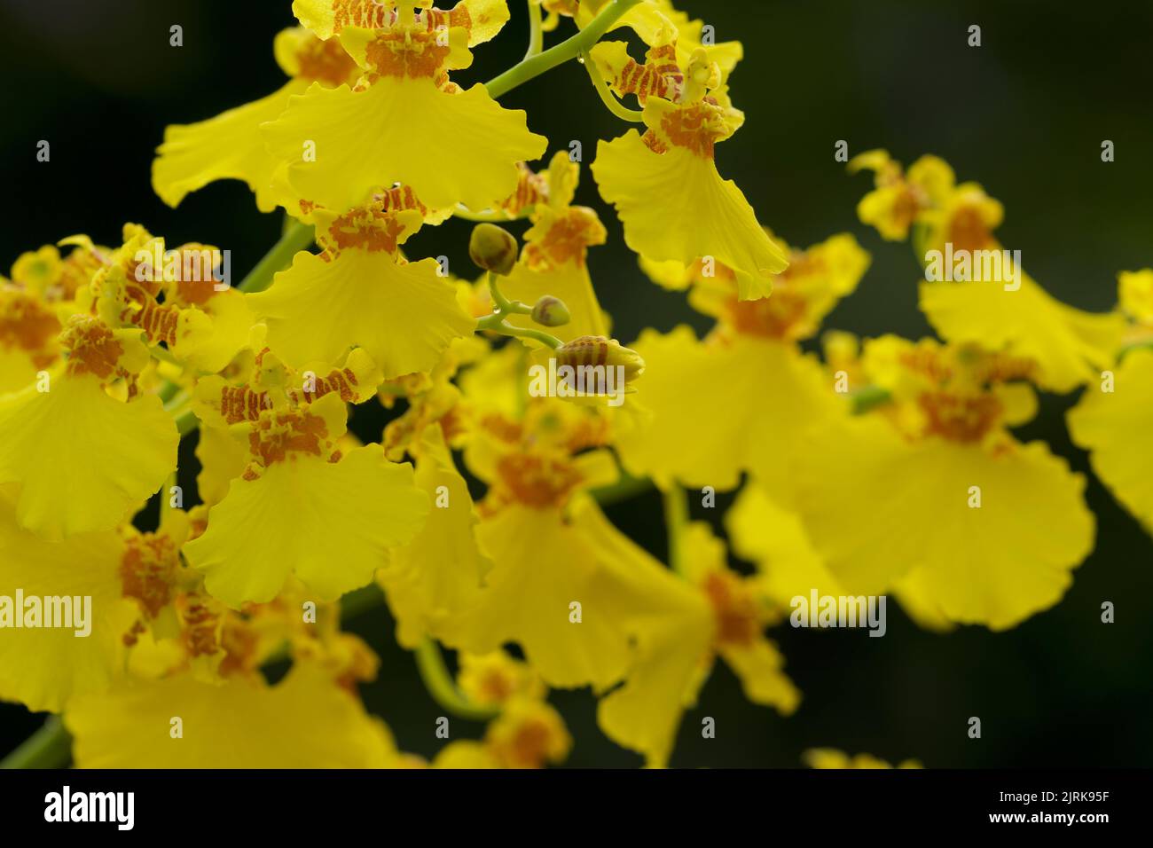 Yellow oncidium orchid in bloom Stock Photo - Alamy