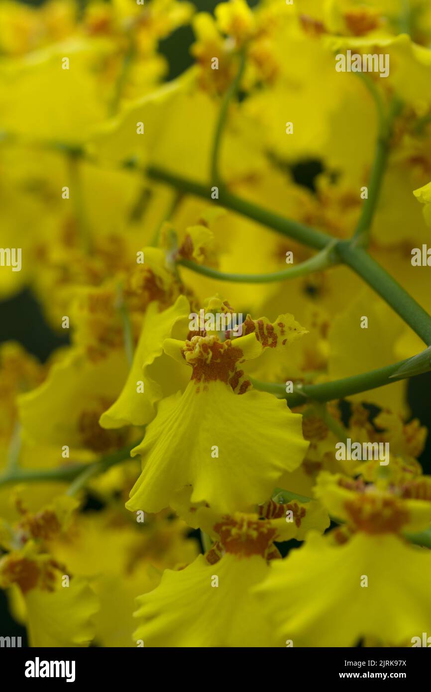 Yellow oncidium orchid in bloom Stock Photo - Alamy
