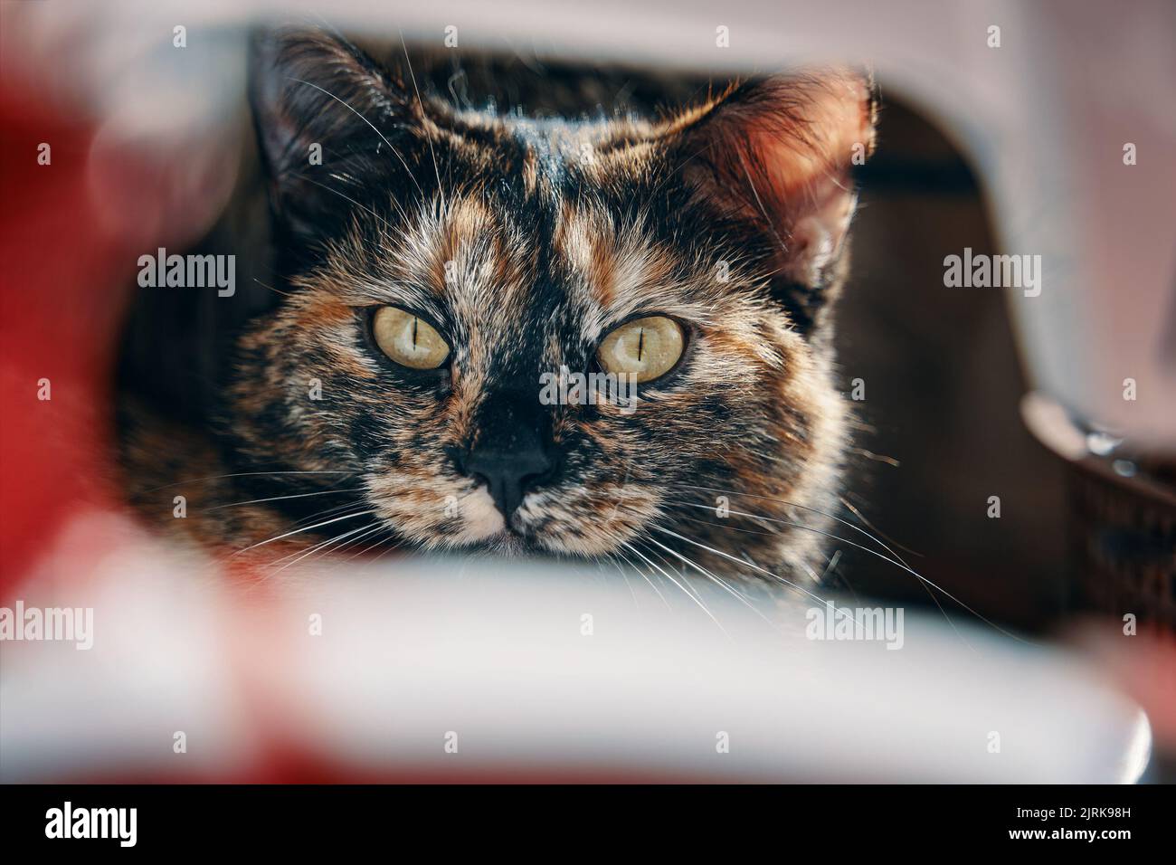 Cat with yellow eyes looks at camera Stock Photo - Alamy