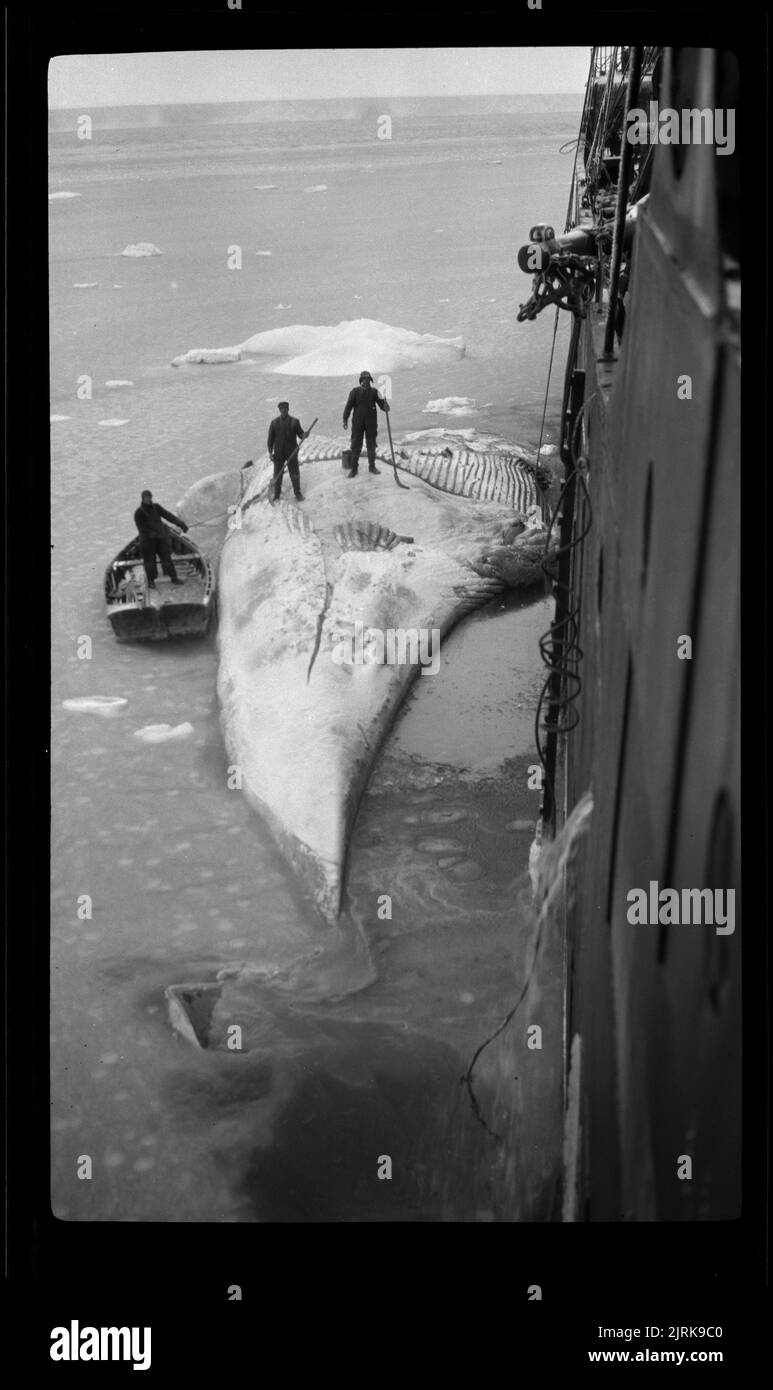 Whaling in the ross sea whaling in the ross sea hi-res stock ...