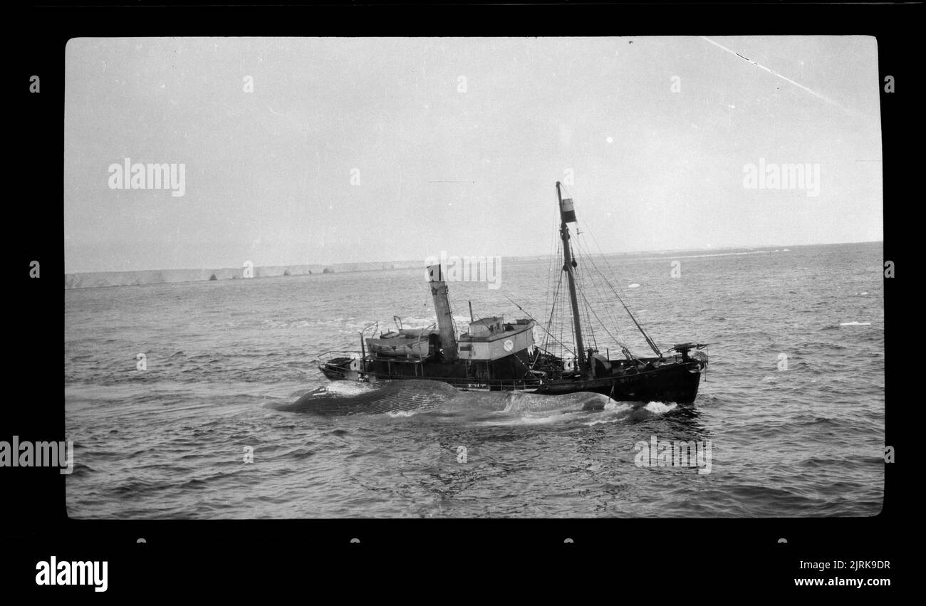Whaling in the Ross Sea, 1924, Southern Ocean, by Captain George Samuel ...
