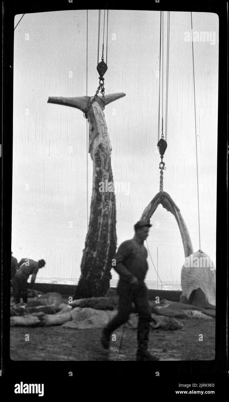 Whaling in the ross sea whaling in the ross sea hi-res stock ...