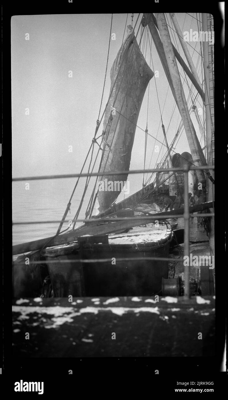 Whaling in the Ross Sea, 1924, Southern Ocean, by Captain George Samuel ...