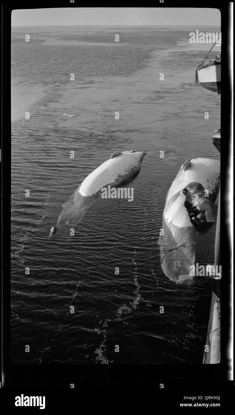 Whaling in the ross sea whaling in the ross sea hi-res stock ...