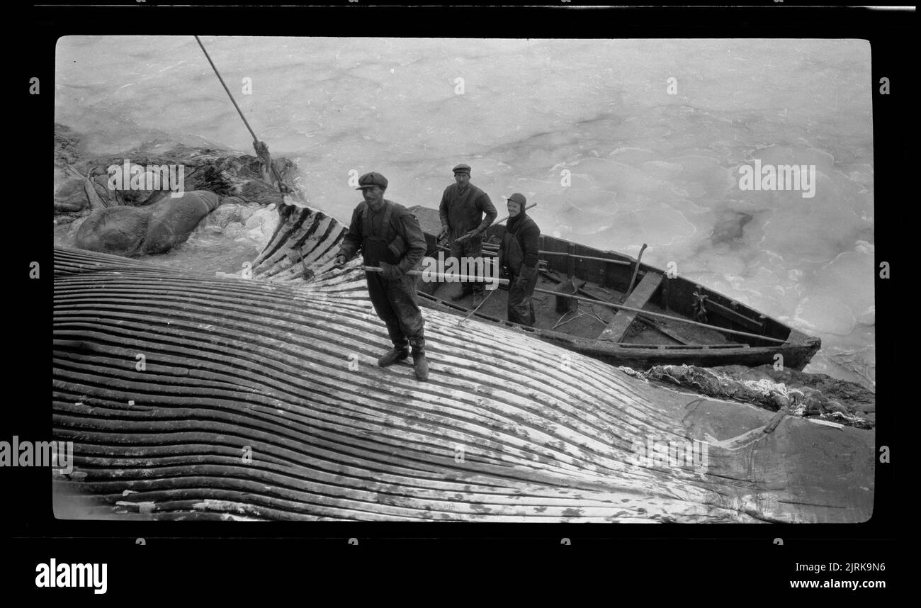 Whaling in the ross sea whaling in the ross sea hi-res stock ...