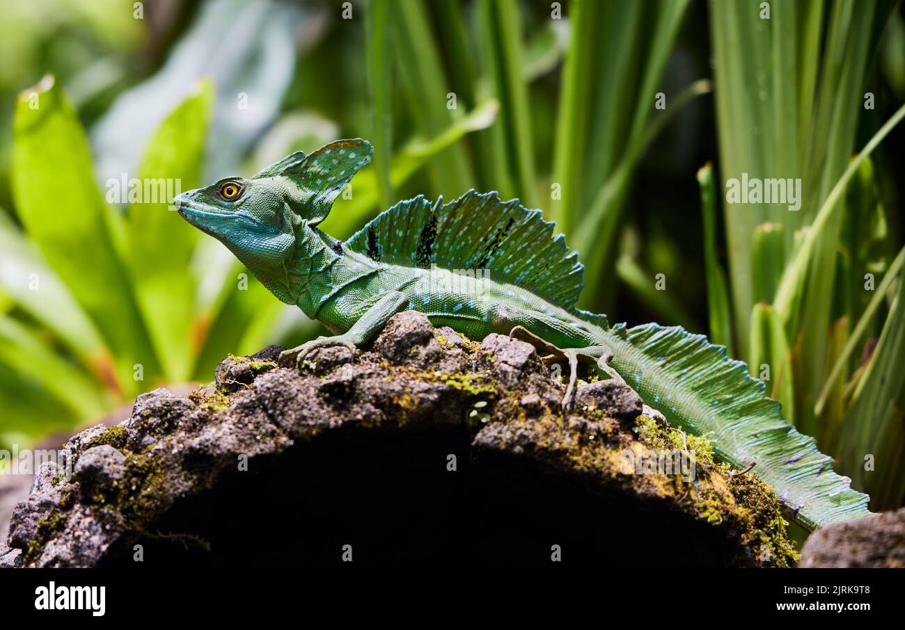 A closeup of common basilisk in the area of Tabacon Hot Springs, Costa ...