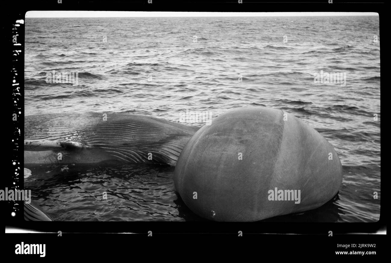 Whaling in the ross sea whaling in the ross sea hi-res stock ...