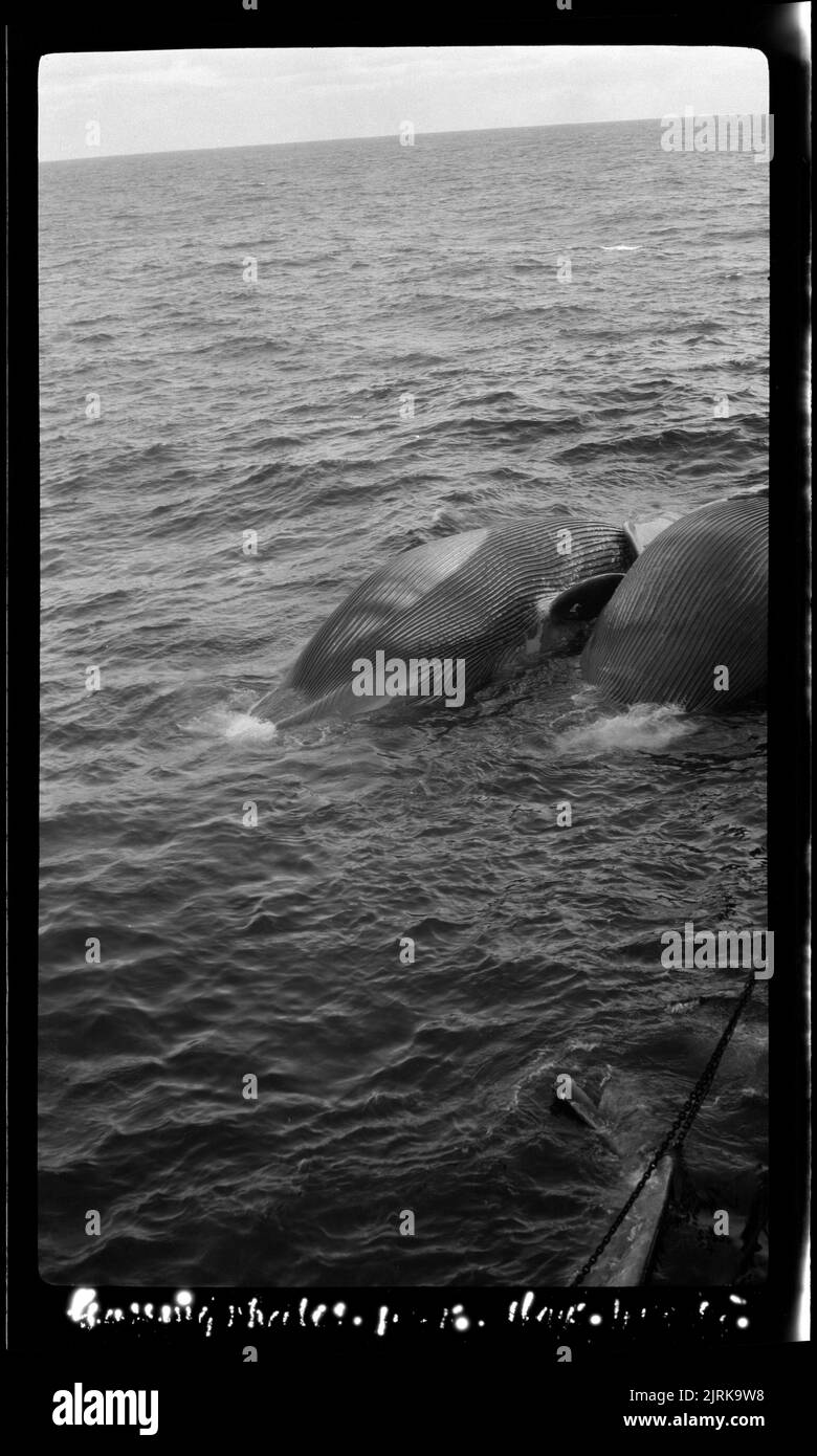 Whaling in the ross sea whaling in the ross sea hi-res stock ...